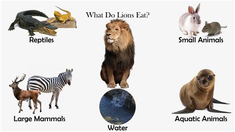 What Do Lions Eat Feeding Nature