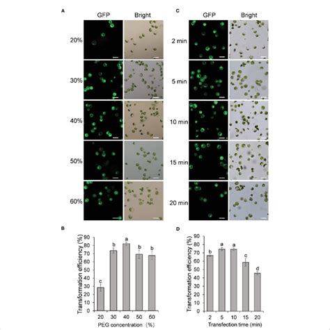 Effect Of Protoplast Density And Incubation Time On Passion Fruit Download Scientific Diagram