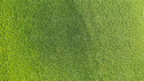 Grass With Flowers Top View