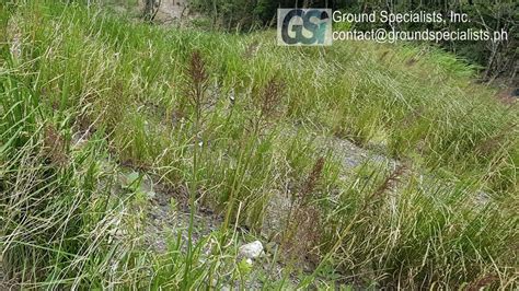 Slope Protection Vetiver System Ground Specialists Inc Yellow