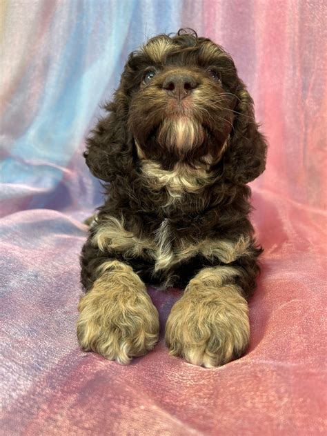 Dark Chocolate And Tan F1 Cockapoo For Sale Iowa