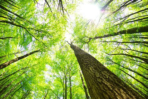 绿叶森林植物叶子宏观树木生长树叶环境绿色高清图片下载 正版图片321218723 摄图网