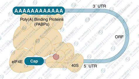 Mrna 3polya加尾分析mrna 3修饰分析核苷酸3末端加尾鉴定核苷酸polya加尾分析北京百泰派克生物科技有限公司