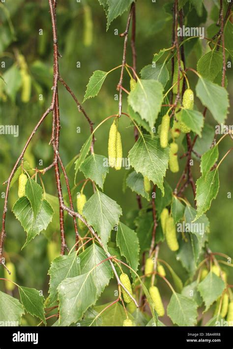 Silver Birch Betula Pendula Detail Shallow Depth Of Field Photo
