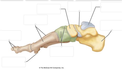 Bone Identification 23 Diagram Quizlet Bone Identification 23 Diagram Quizlet