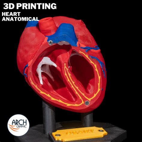 3d Printing Heart Anatomical Model 3d Print
