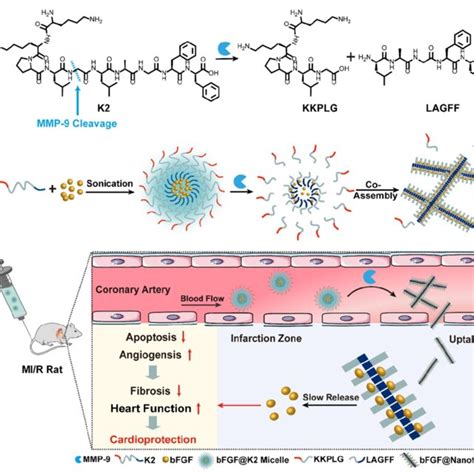 A Chemical Structure Of The Mmp 9 Responsive Peptide K2 B