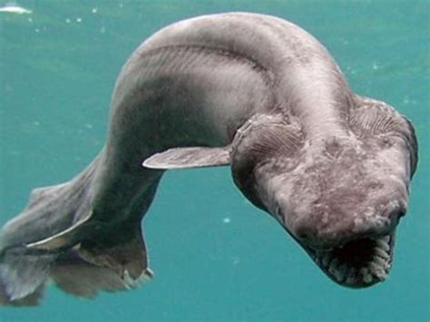 Frilled Sharks The Oldest Living Shark Species Hubpages