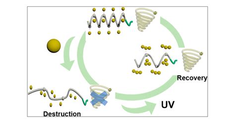 In Situ Regulation Of Microphase Separation Recognized Circularly Polarized Luminescence Via