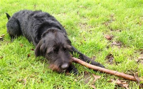 Giant Schnauzer Mix
