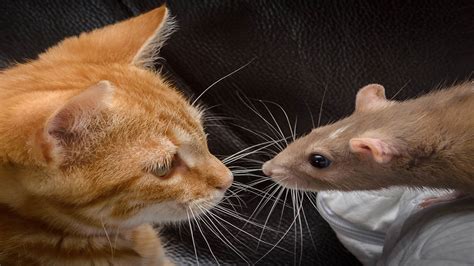 هم سفره شدن موش و گربه، رویارویی عجیب شکار و شکارچی دیرین فیلم نکس