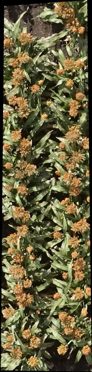 Sorghum Object Detection Model By Wei Guo