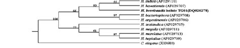 Strict Consensus Of Most Parsimonious Tree Inferred By Maximum