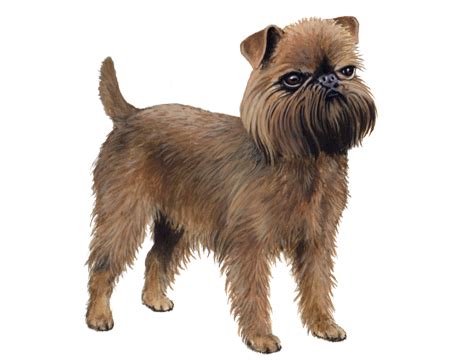 Are Brussels Griffons Easy To Housebreak