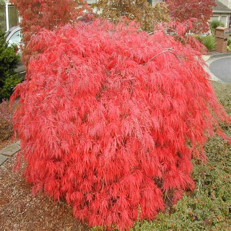 Acer Palmatum Var Dissectum Orangeola Cutleaf Japanese Siteone