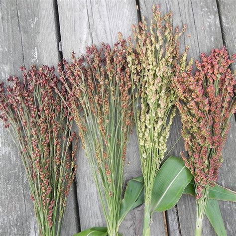 Mixed Colored Broom Corn Untreated Ornamental Grass Seeds Farm Seed