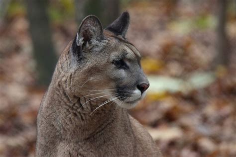 Wildlife Wednesday Washington Cougar Boldly Swims Where No Cougar Has