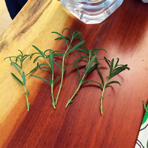 로즈마리 삽목 및 물꽂이 내맘대로 가드닝