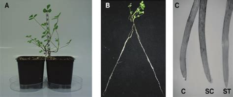 M Truncatula Plants Grown In Split Root System A Leading To A Root
