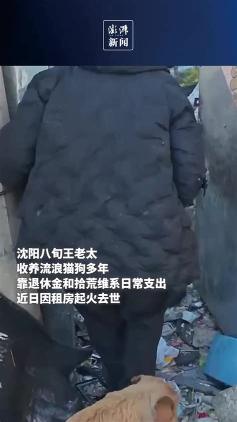 八旬老太拾荒收养流浪猫狗，租房起火去世凤凰网视频凤凰网