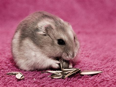 Russian Dwarf Hamsters Life Span