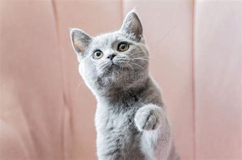 猫高清图片下载 正版图片500586122 摄图网