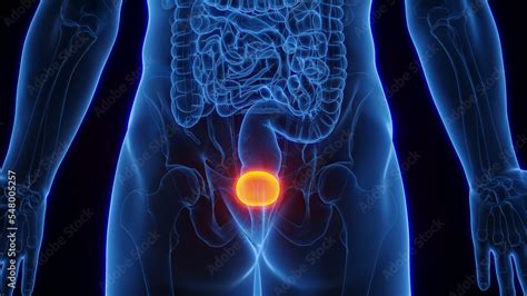 3d Rendered Medical Illustration Of Male Anatomy The Urinary Bladder