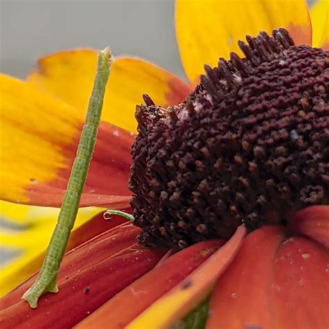 Monthly Science Inchworms The Smell Of Molten Projects In The Morning