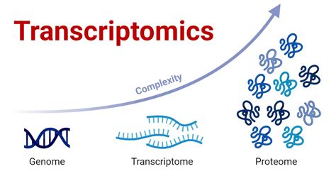 Transcriptomics Definition Types Techniques Applications Bioteck Ink Transcriptomics Definition Types Techniques Applications Bioteck Ink