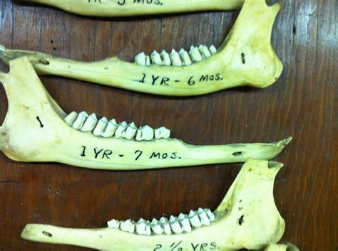 Deer Tooth Aging Chart