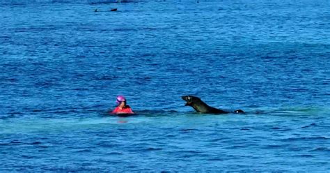 El Momento En Que Una Foca Hawaiana Ataca A Una Bañista Que Pide
