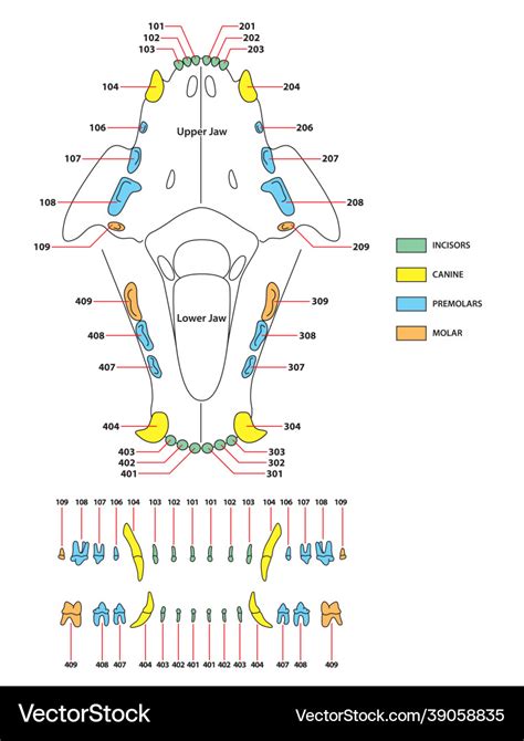 Cat Dental Formula Chart Teeth Anatomy Vector Image