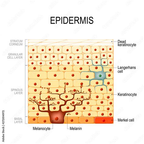 Human Epithelial Skin Cells