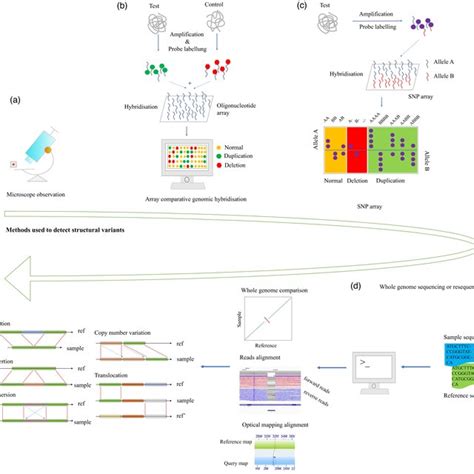 Methods Used To Identify Structural Variations From The Past To The