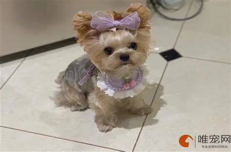 狗狗犬瘟不吃不喝能挺几天 会自己好吗唯宠网
