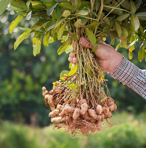 SEMILLAS DE MANÍ CHILENO 15s Huerta Familiar