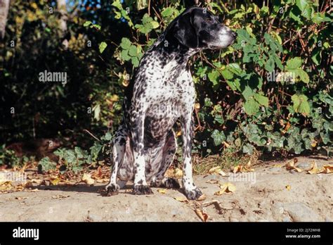 german short haired pointer sitting outside on rocky surface in front
