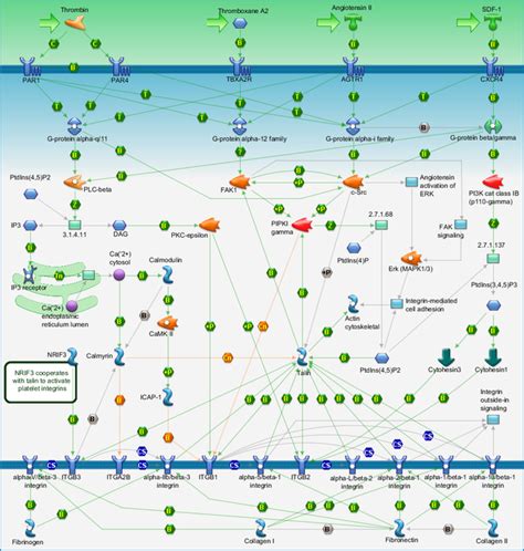Cell Adhesion Integrin Inside Out Signaling Pathway Map Primepcr