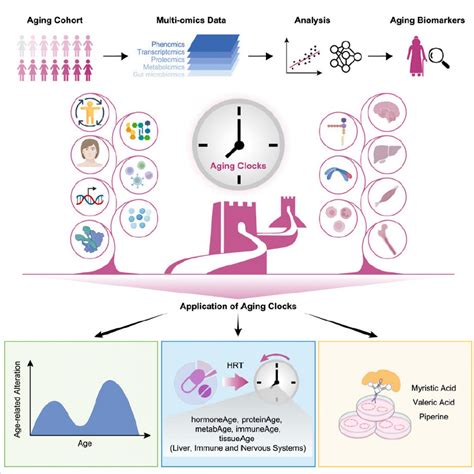 Determining A Multimodal Aging Clock In A Cohort Of Chinese Women