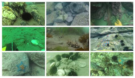 Underwater Target Detection Based On Improved Yolov7