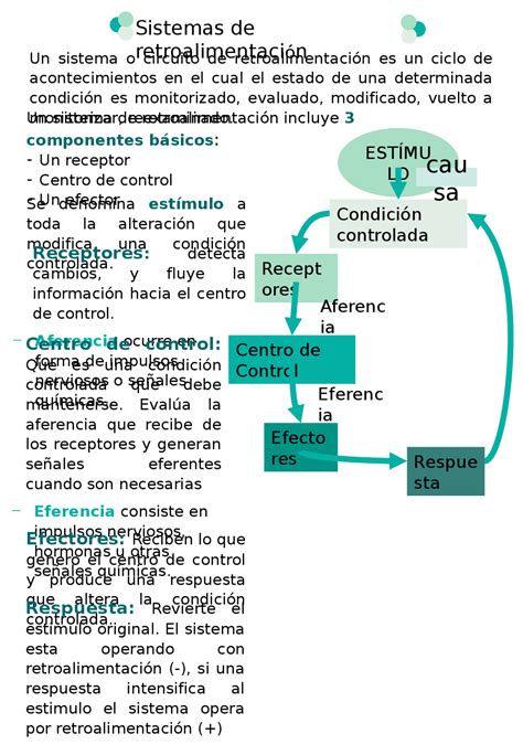 Sistema De Retroalimentacion Apuntes De Anatomía Aplicada Docsity
