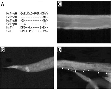 Staining In C Elegans Hypodermis And Neurons With Ph8 Monoclonal Download Scientific Diagram