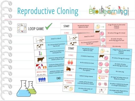 Reproductive Cloning Loop Game Ks4 Teaching Resources