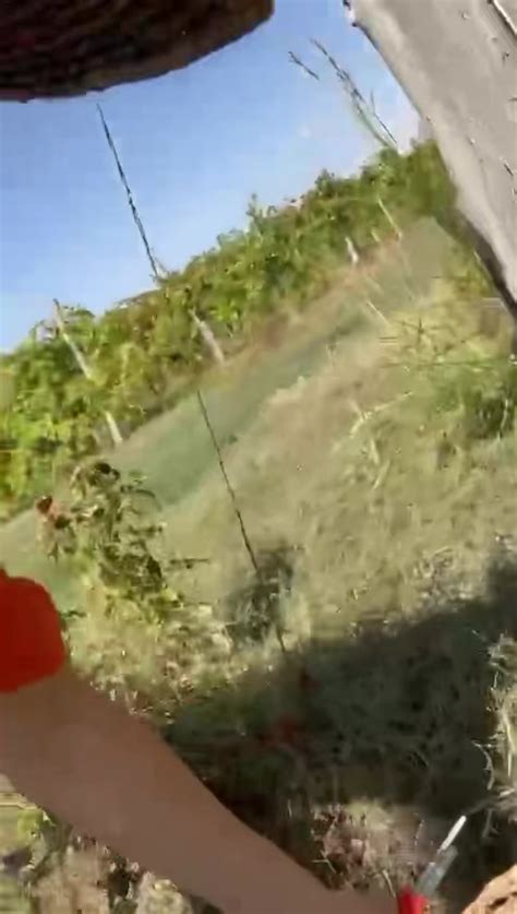 🍷🍇 ჩვენი უმშვენიერესი ანა კოშაძე ჩაგვერთვება დღეს რთველიდან და ვნახავთ