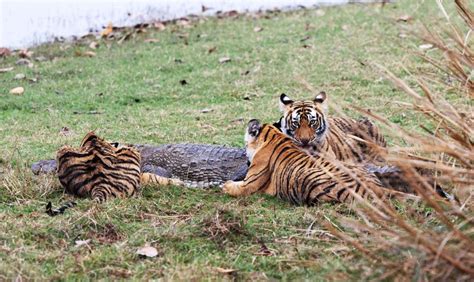 Tiger Meets Crocodile Rare Interaction As Curious Cubs Inspect Croc