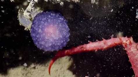 Mysterious Purple Blob Found On Ocean Floor—what Is It National Geographic