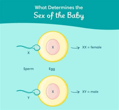 How To Determine Your Babys Sex Key Factors And Timing Silvy Brand