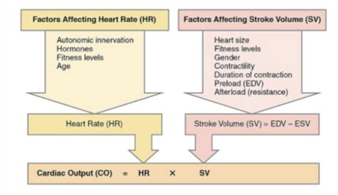 Lecture 8 Cardiac Output And Venous Return Flashcards Quizlet