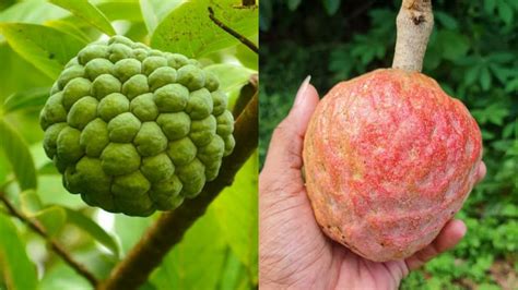 சீத்தா Vs ராம் சீத்தா உடலுக்கு ஆரோக்கியம் தரும் பழம் எது