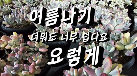 라이브 더운여름 요렇게 힐링하면서요~~다육이다육식물 Youtube